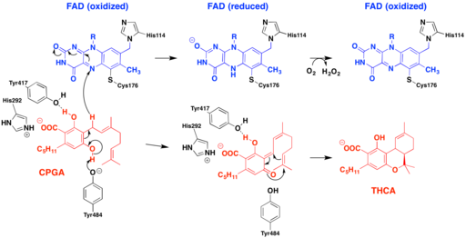 What Is THCA? | NuggMD