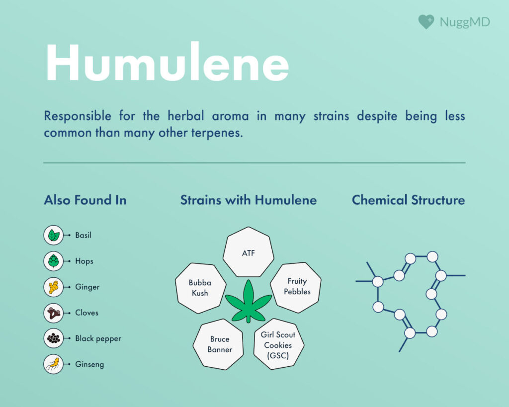 What Is Humulene? (Benefits, Effects, Top Strains) | NuggMD