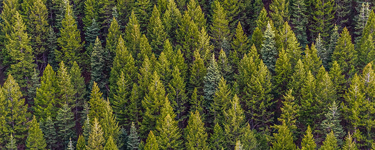 What Is Terpinolene? (Benefits, Effects, Strains) | NuggMD