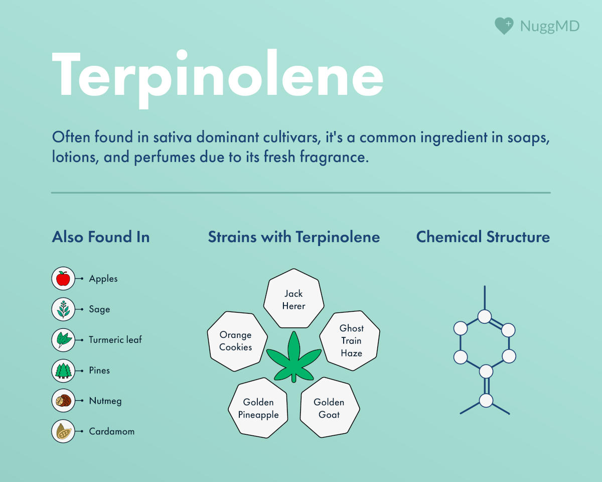 What Is Terpinolene? (Benefits, Effects, Strains) | NuggMD