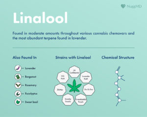 All About the Linalool Terpene | NuggMD