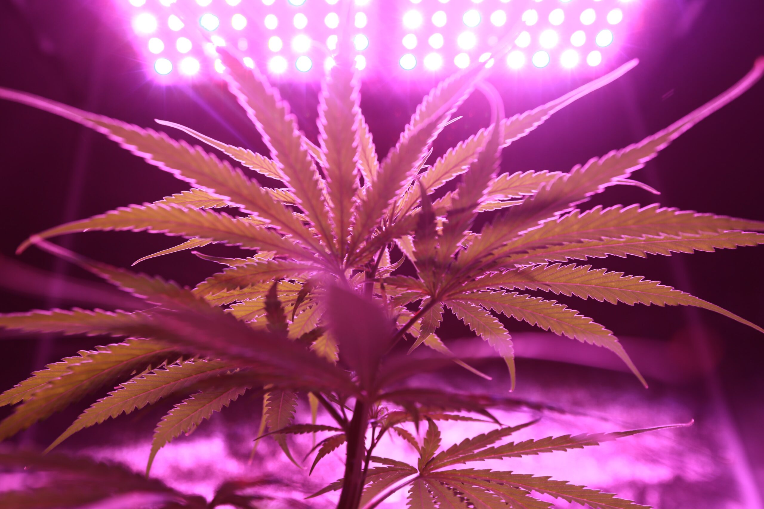 Light Dep Weed The Right Growing Method For You NuggMD