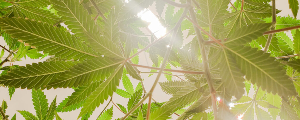Cannabis Growing 101: When to Top Weed Plants | NuggMD