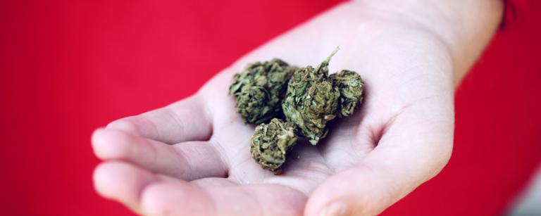 Ditch Weed vs. Cultivated Cannabis: What’s the Difference? | NuggMD