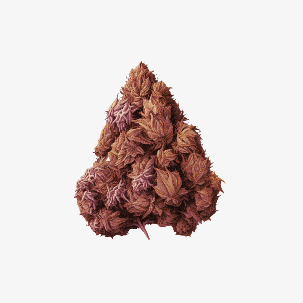 Pink Runtz Strain Review: Effects, Aroma, Dosage