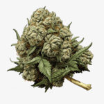 Chocolope Strain Review of Effects, Dosage, and Common Uses