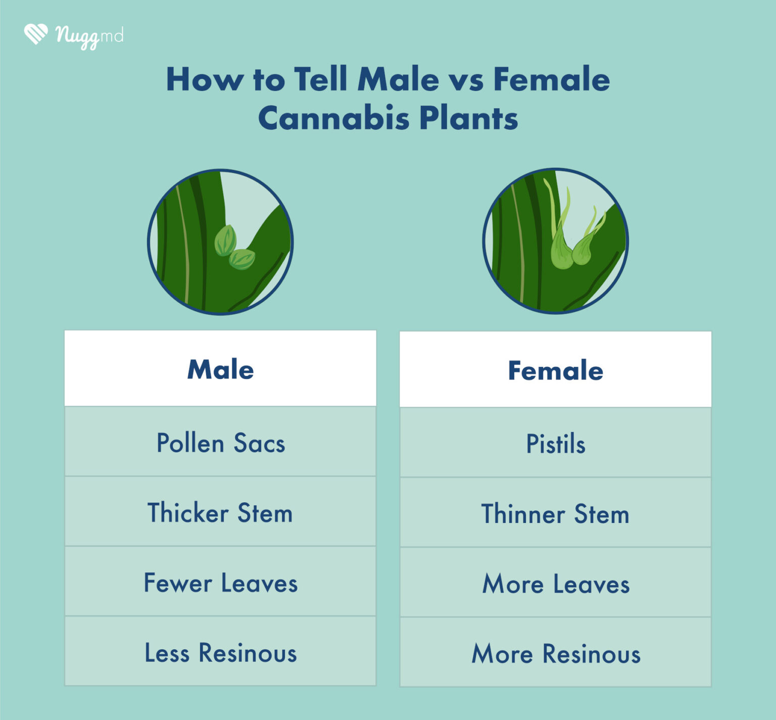Cannabis Sexing: How to Tell Male v Female Plants | NuggMD