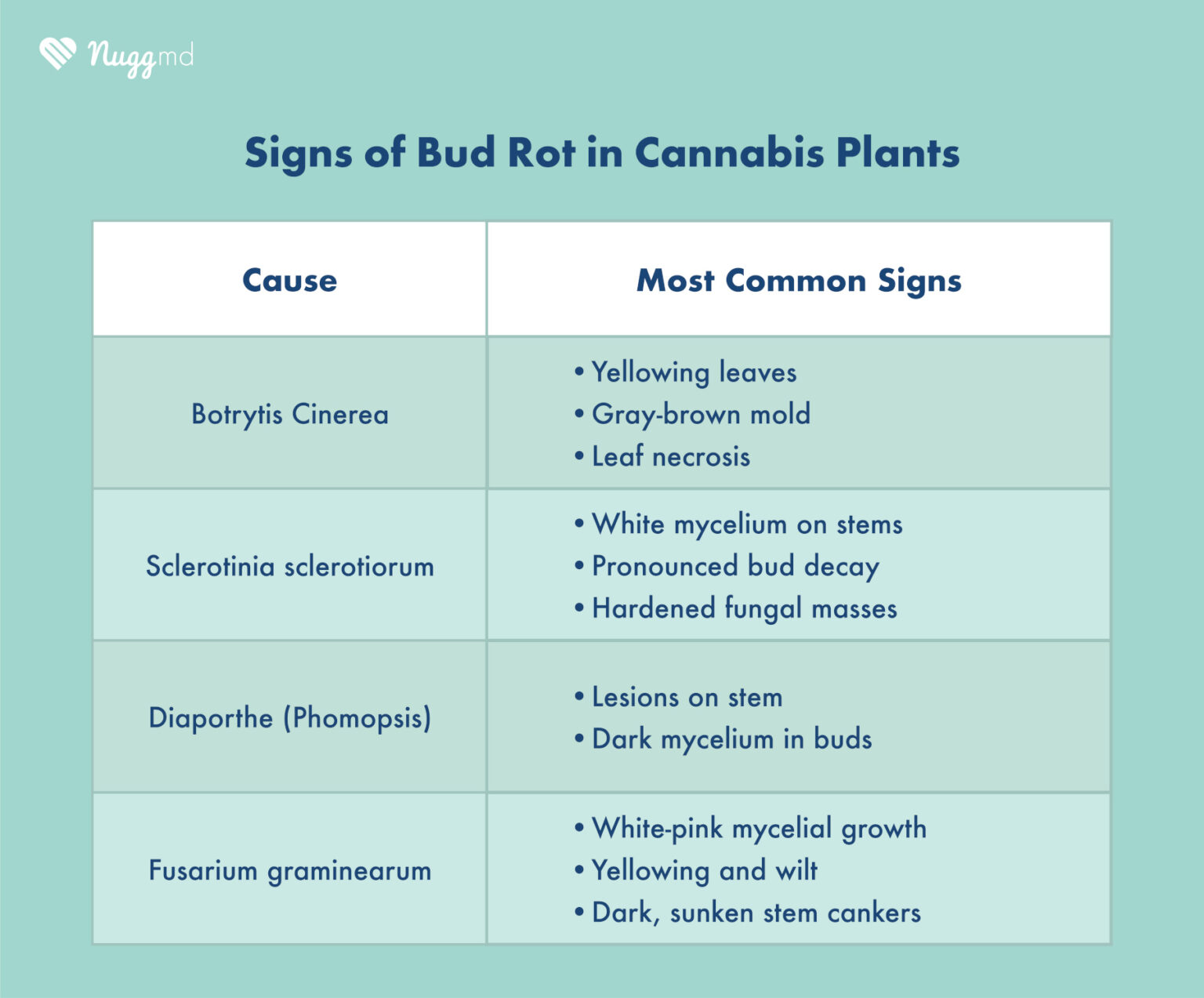 Bud Rot in Weed: What It is and How to Avoid It | NuggMD