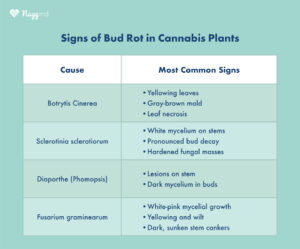 Bud Rot in Weed: What It is and How to Avoid It | NuggMD