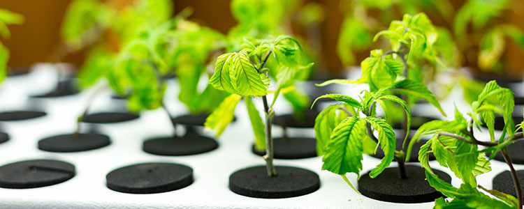 Growing 101: How to Clone Marijuana | NuggMD